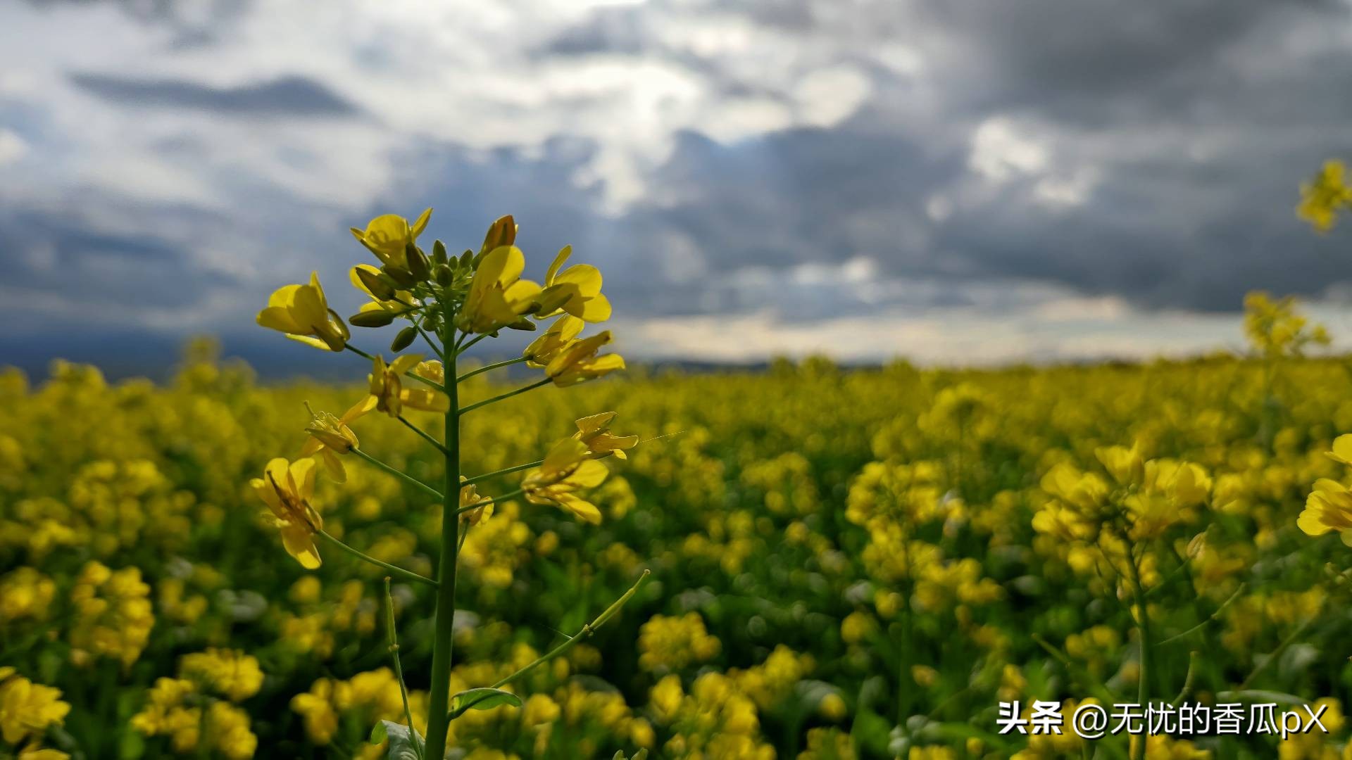 Menyuan Rapeseed Flower - iNEWS
