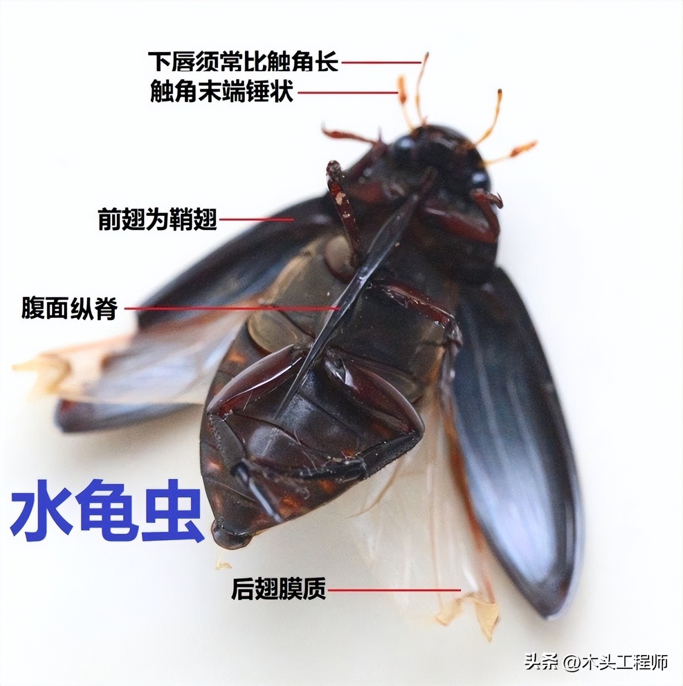 Ornamental insect identification map tips in the field: how to ...