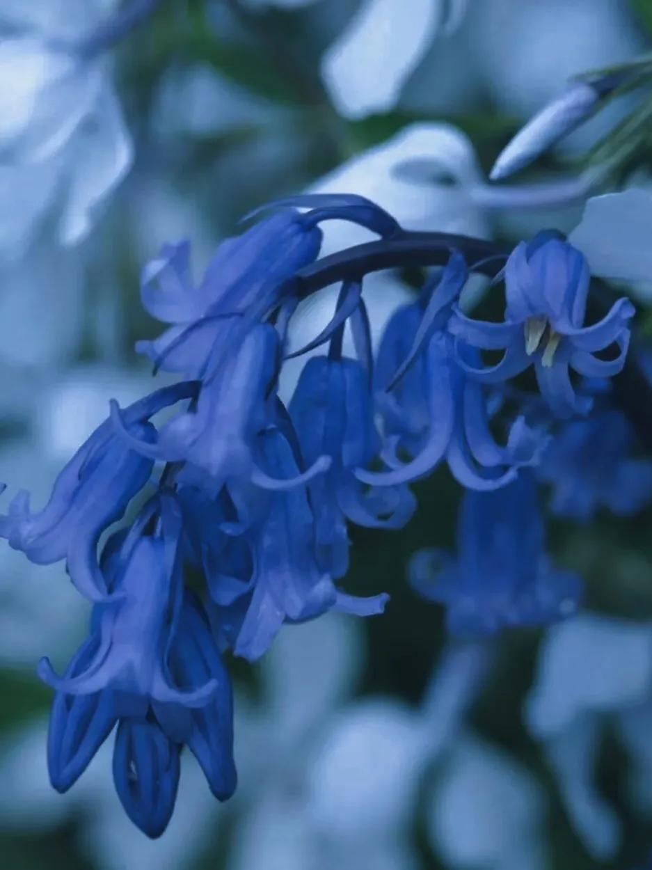 Share pictures: Bluebell flowers are bright and delicate, so they have ...