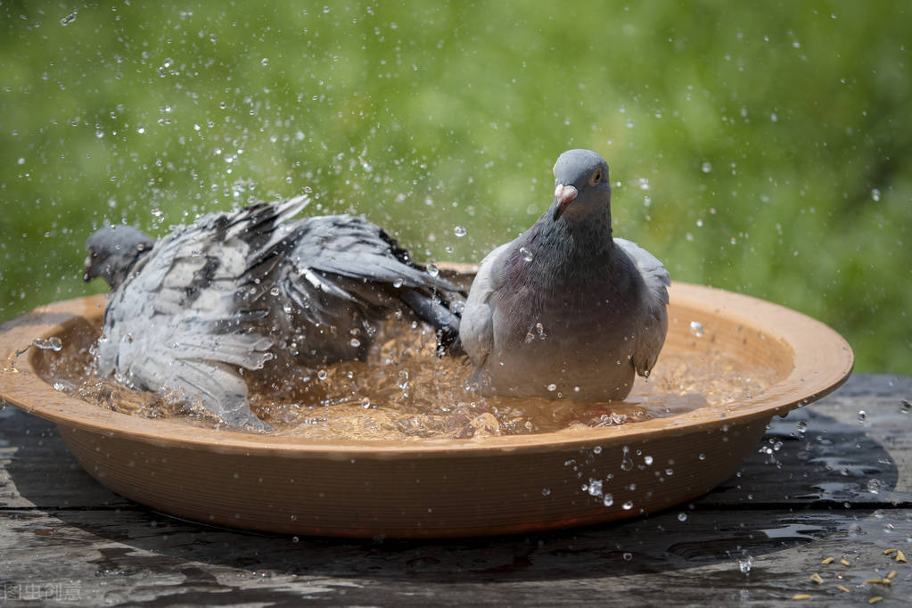 Can amoxicillin cure one eye cold in pigeons? - iMedia