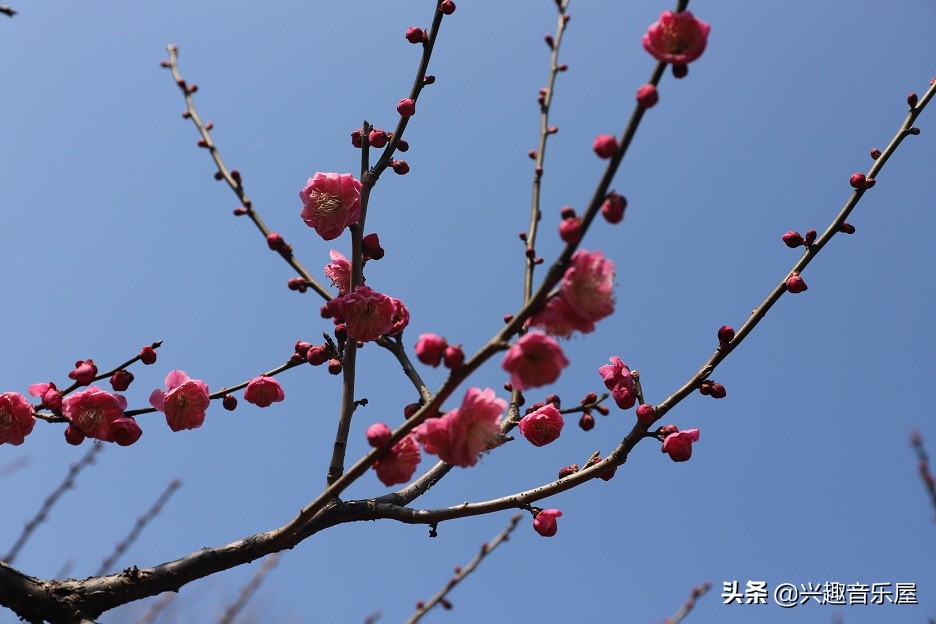 Spring flowers are in full bloom, talk about how to use the camera to ...