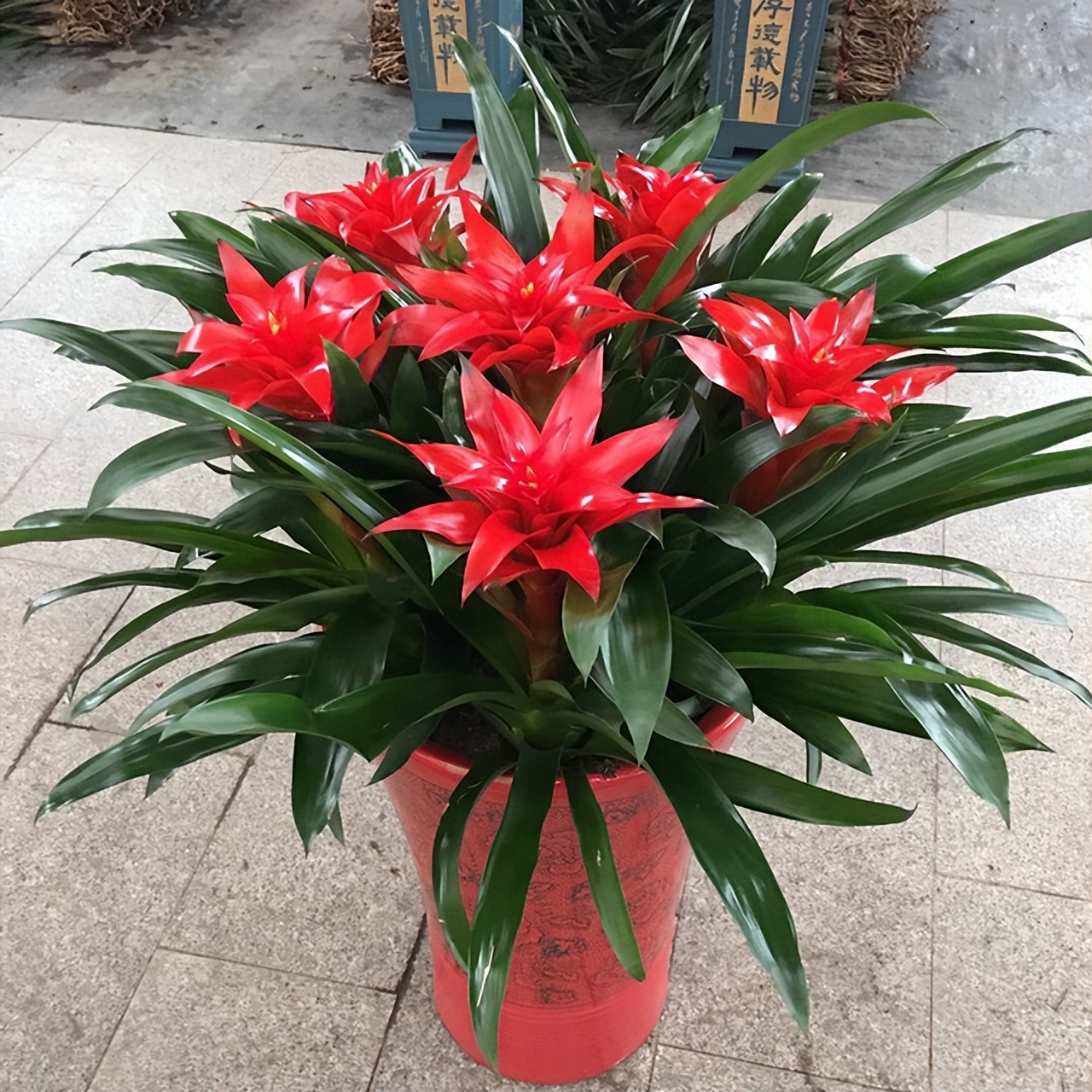 5 kinds of "transit flowers", easy to grow and beautiful, put a pot at ...