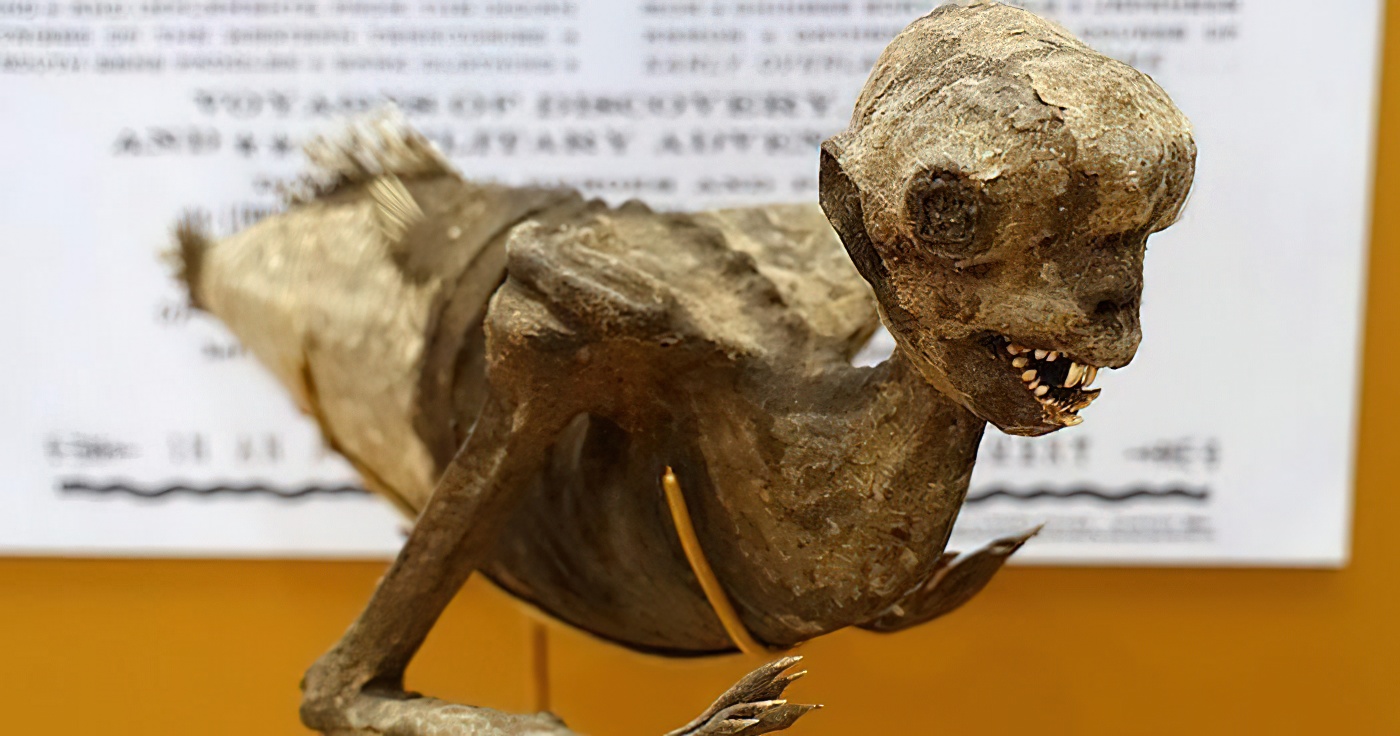 The 300-year-old mermaid mummy in Japan has nowhere to hide under the ...