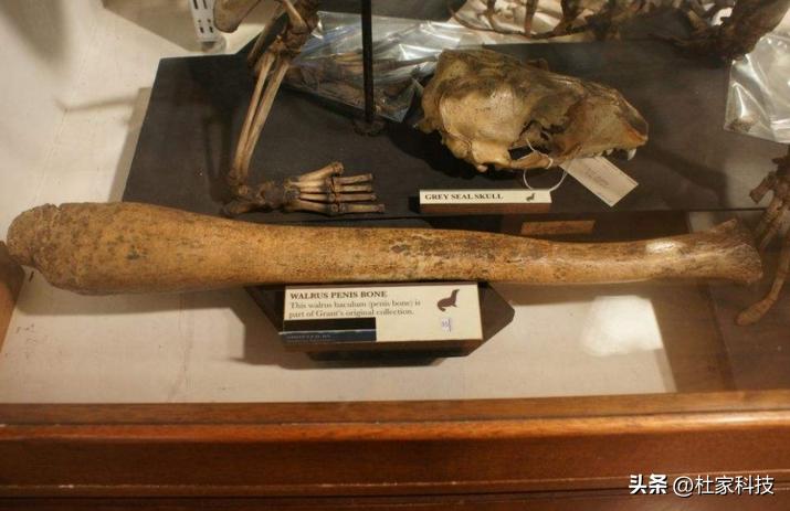 What is the "baculum"? Humans had it millions of years ago! Is it an ...