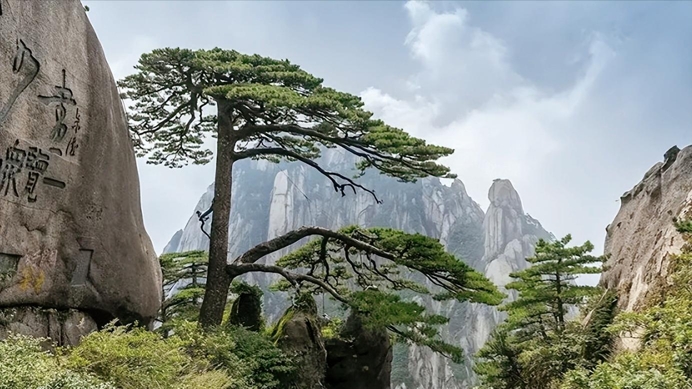 3 "aristocratic famous trees" in China: 1 is "the only son of the earth ...