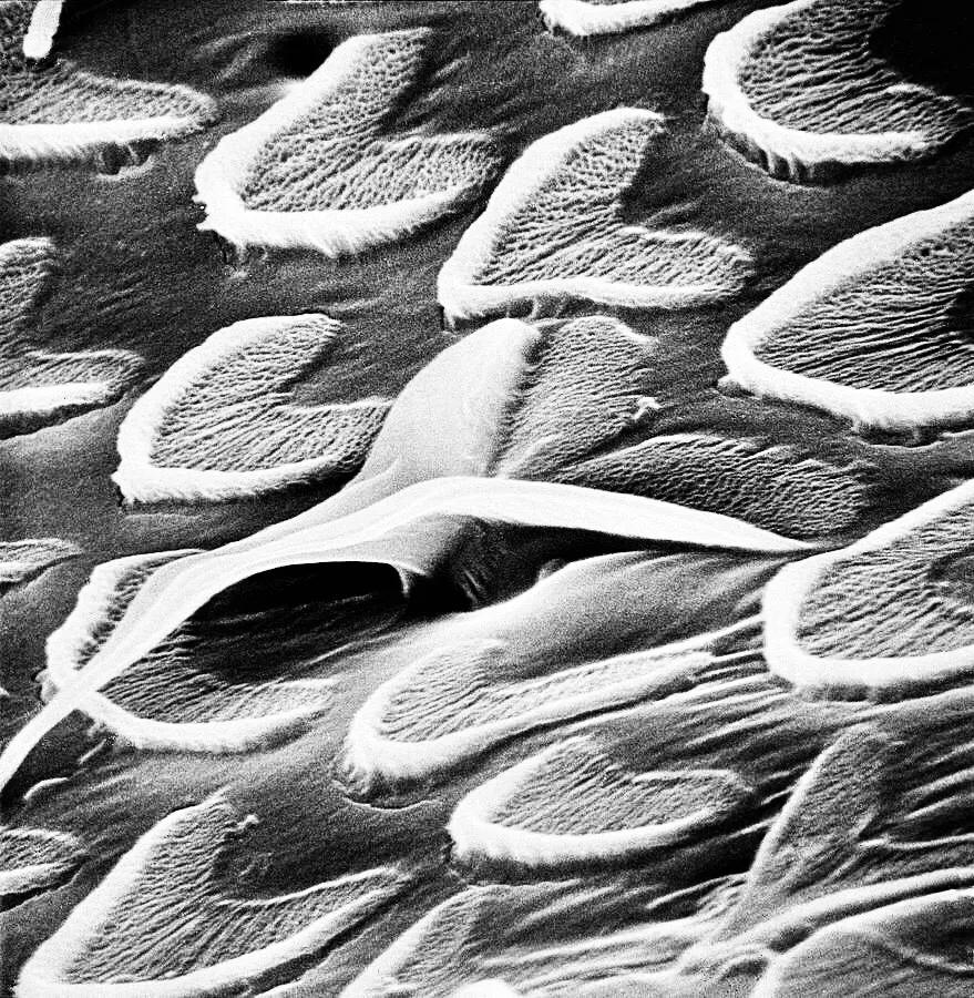 The wonderful world under the electron microscope of diatom cells ...