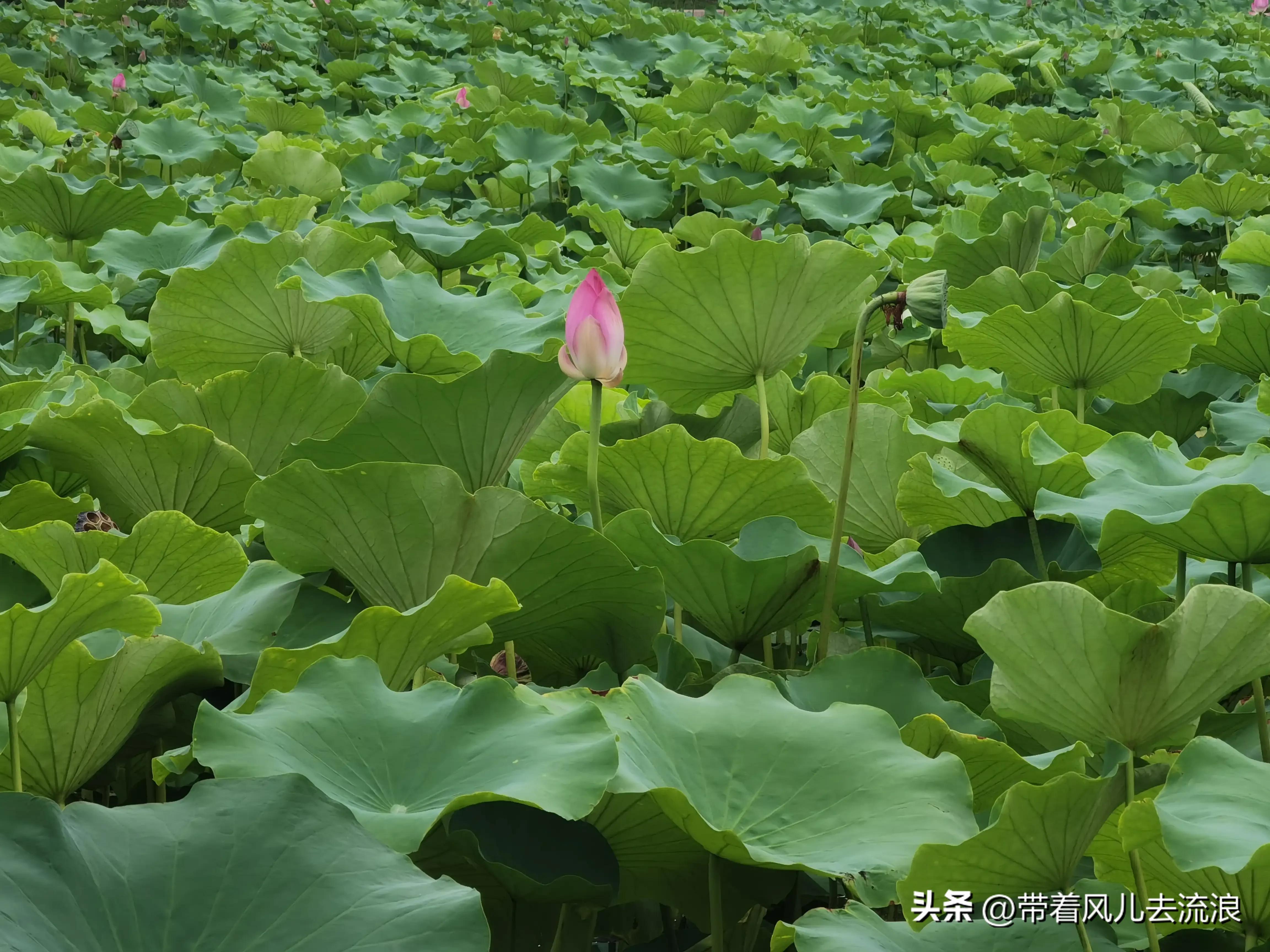 Do you know how many times a lotus can bloom repeatedly? - iMedia