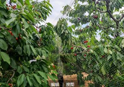 The 5 most expensive big cherries in Dalian, many people turned away ...