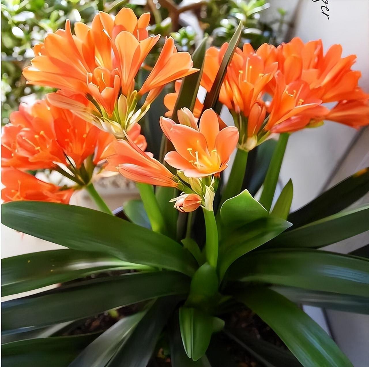 5 kinds of "rich and noble flowers", must be "poor and support it ...