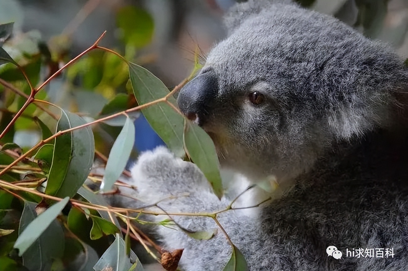 Koalas only eat poisonous eucalyptus leaves, why are they not poisoned ...