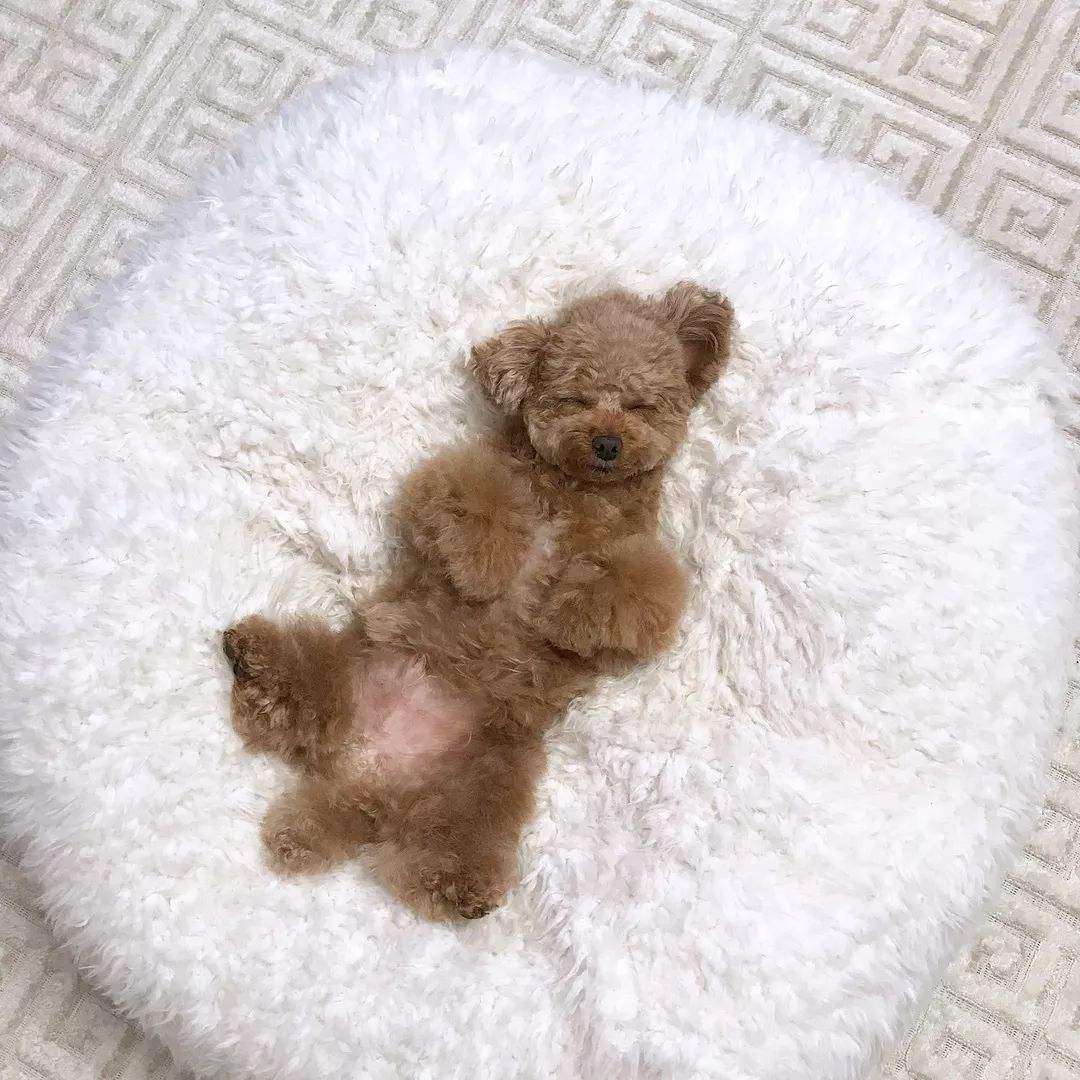 Teddy sleeps on all sides, not to be cute, but for these 3 reasons - iNEWS