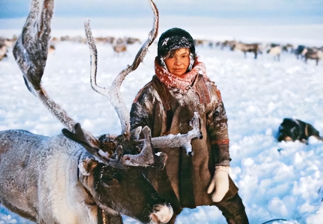 Inuit Grassland Culture and Nomadic Traditions: Reindeer Breeding and ...