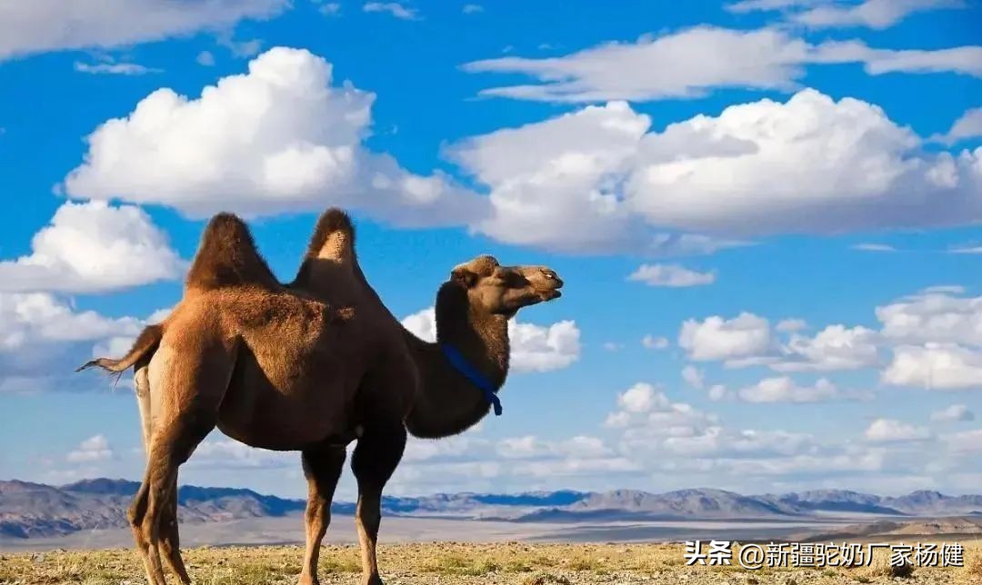 How important is fat for camels? - iMedia