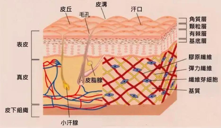 How weird is human skin?The most bizarre organ in the human body is ...