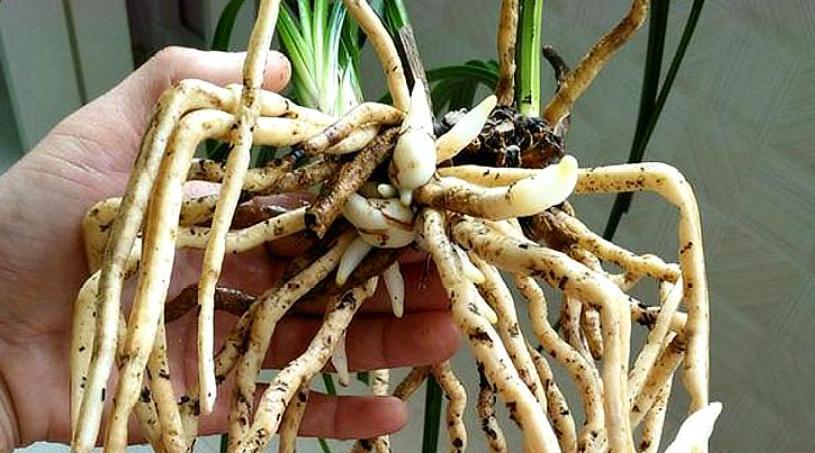 Orchids "rotten roots when watered too much"? How many novice flower ...