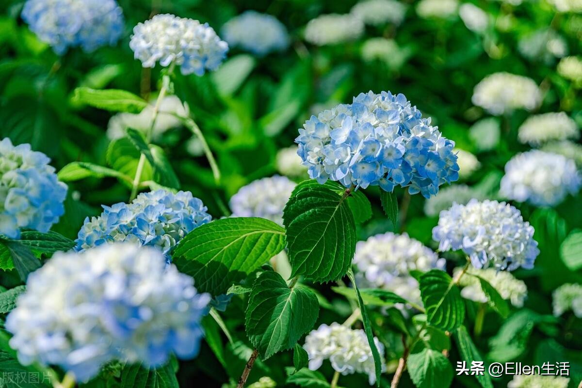 The hydrangea ceiling, Linpingshan Park, a real version of Monet's ...