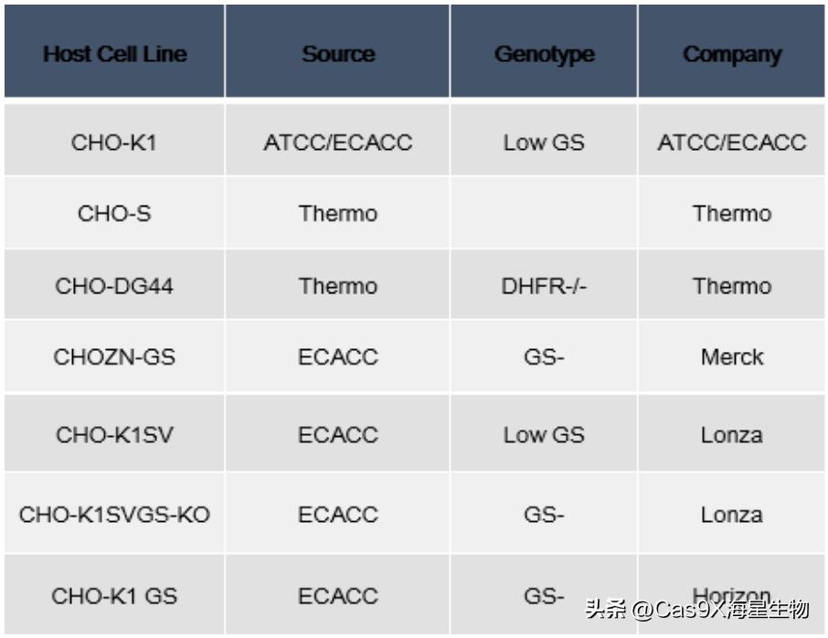 Construction method of CHO high expression cell line - iNEWS
