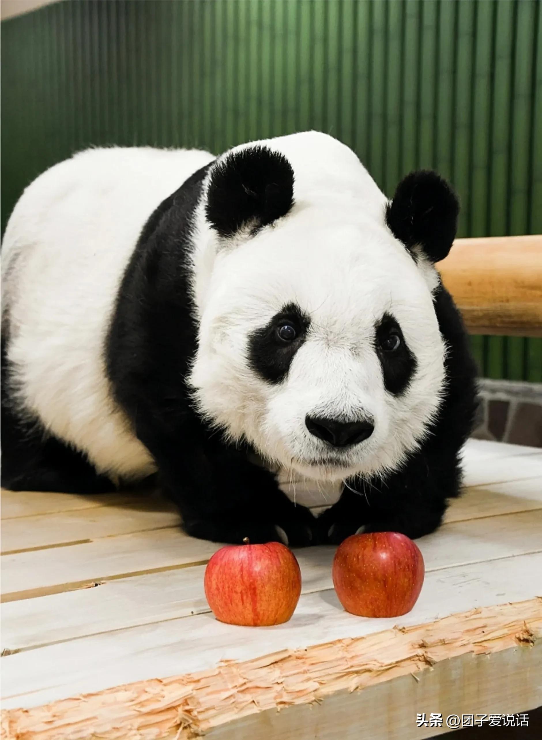 The giant panda "Dandan" who may never return home - iMedia