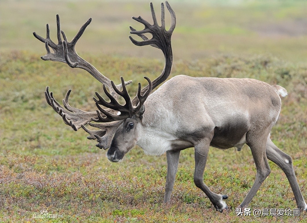 Do you believe animals can kill themselves? - iNEWS