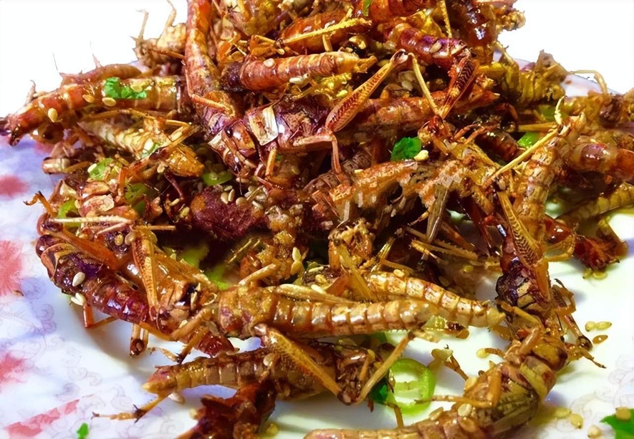 It is a big eater of crops, but now it has become a delicacy on people ...