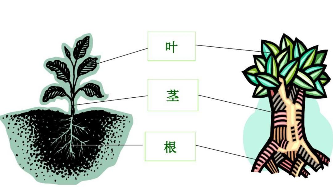 "Reverse evolution" eats their own brains and wants to turn plants into ...