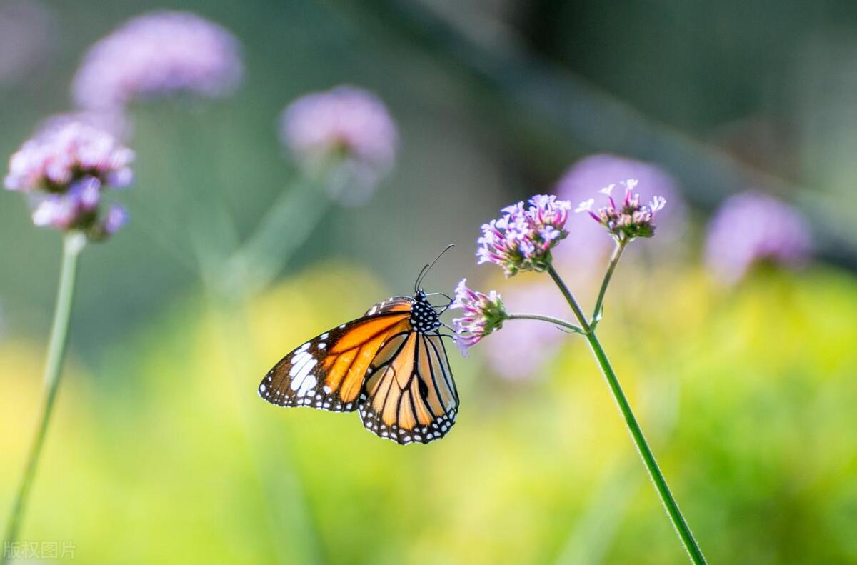 Why do butterflies make no sound when they fly? Explore the butterfly's ...