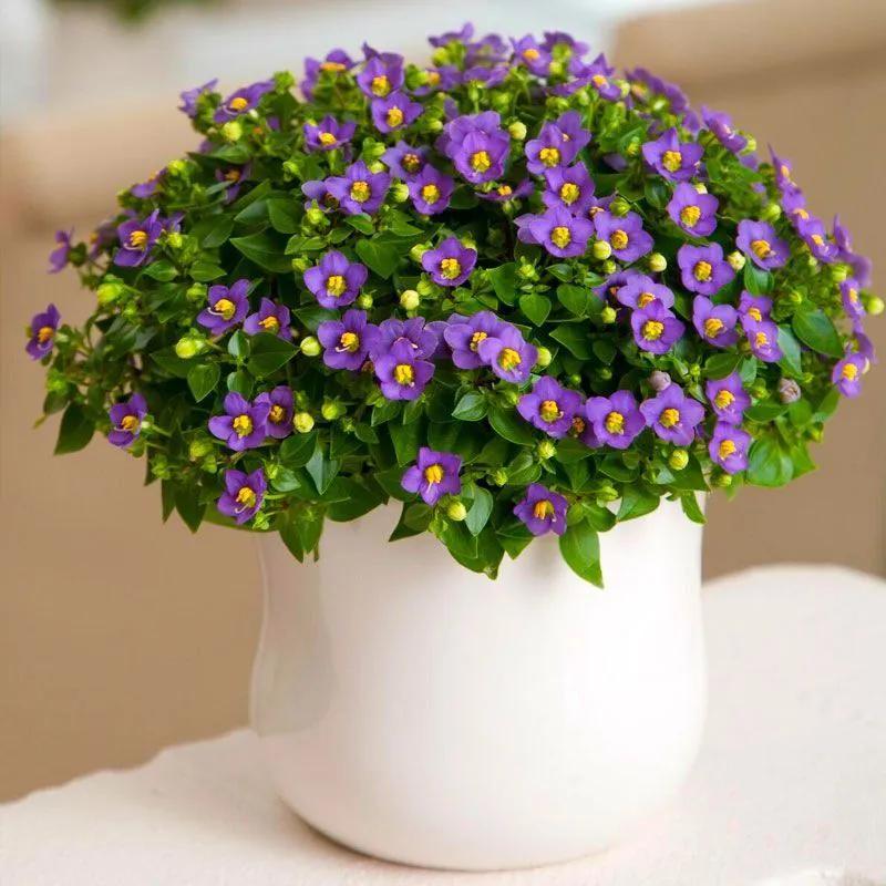 Abundant blooming Persian violets - iMedia