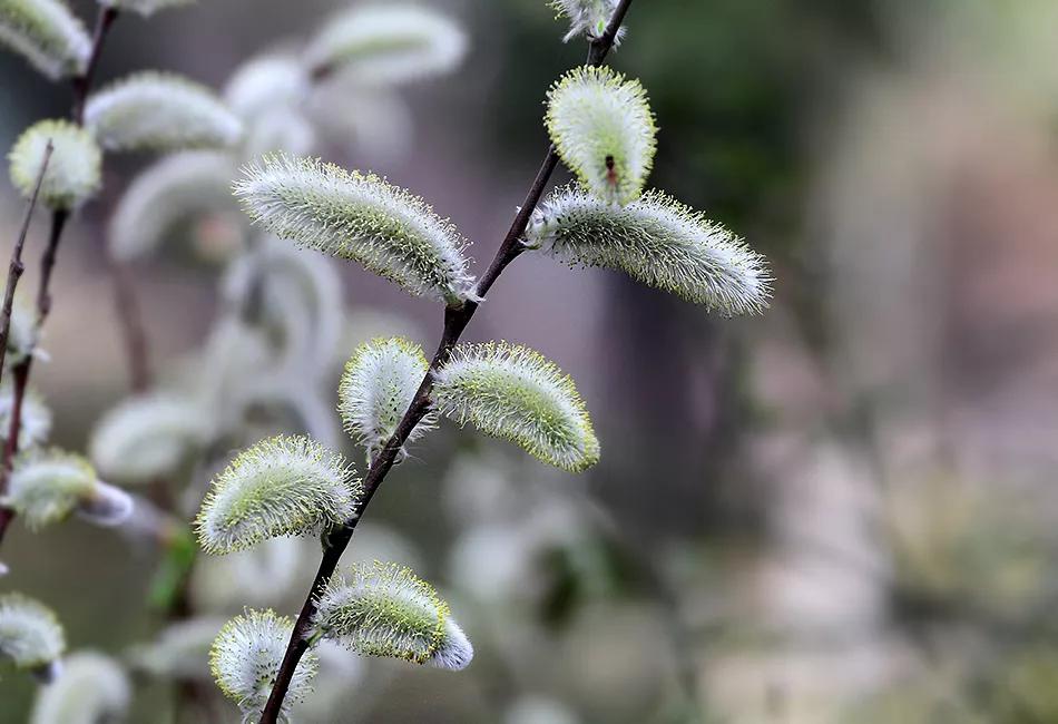 Know a flower every day: Silver bud willow - iMedia