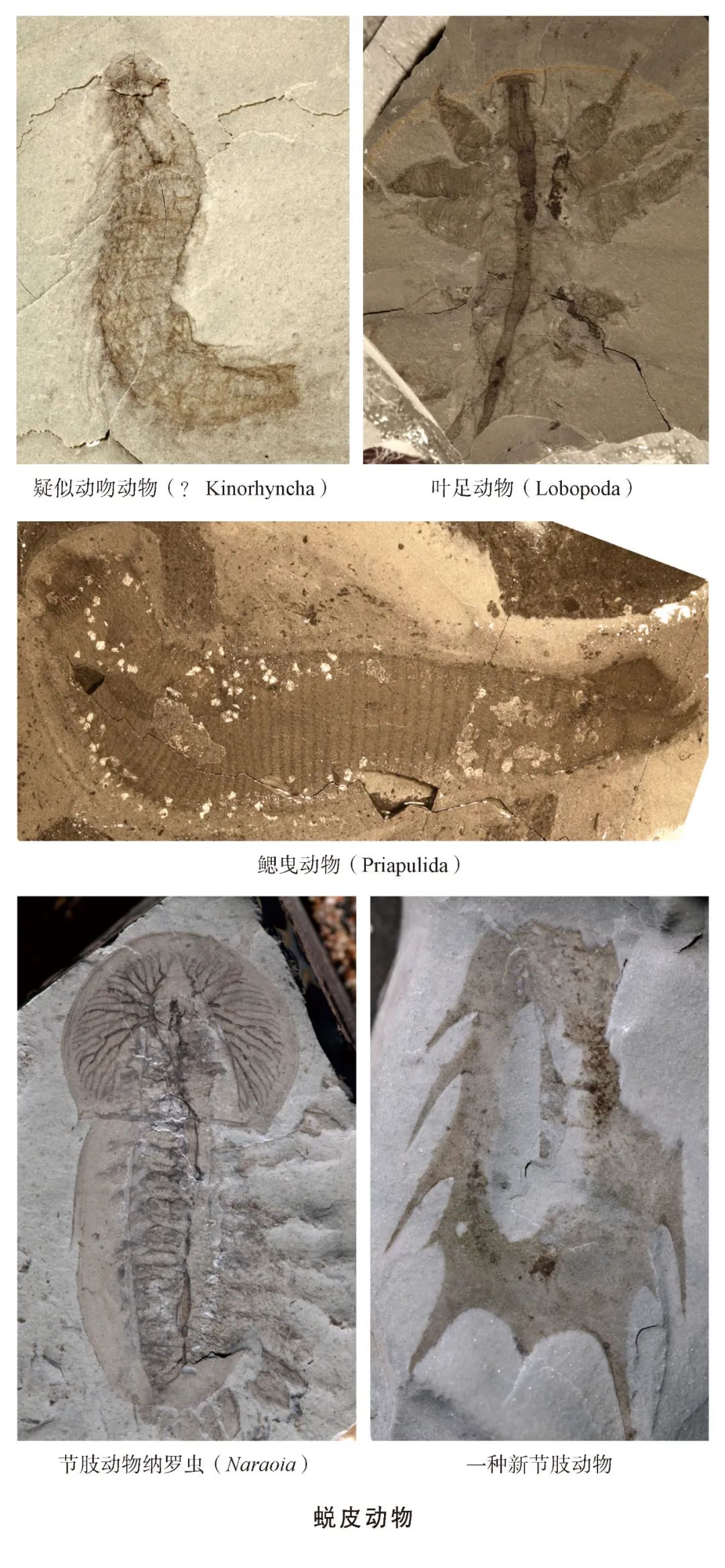 Qingjiang Biota—A new window to explore the secrets of the Cambrian ...
