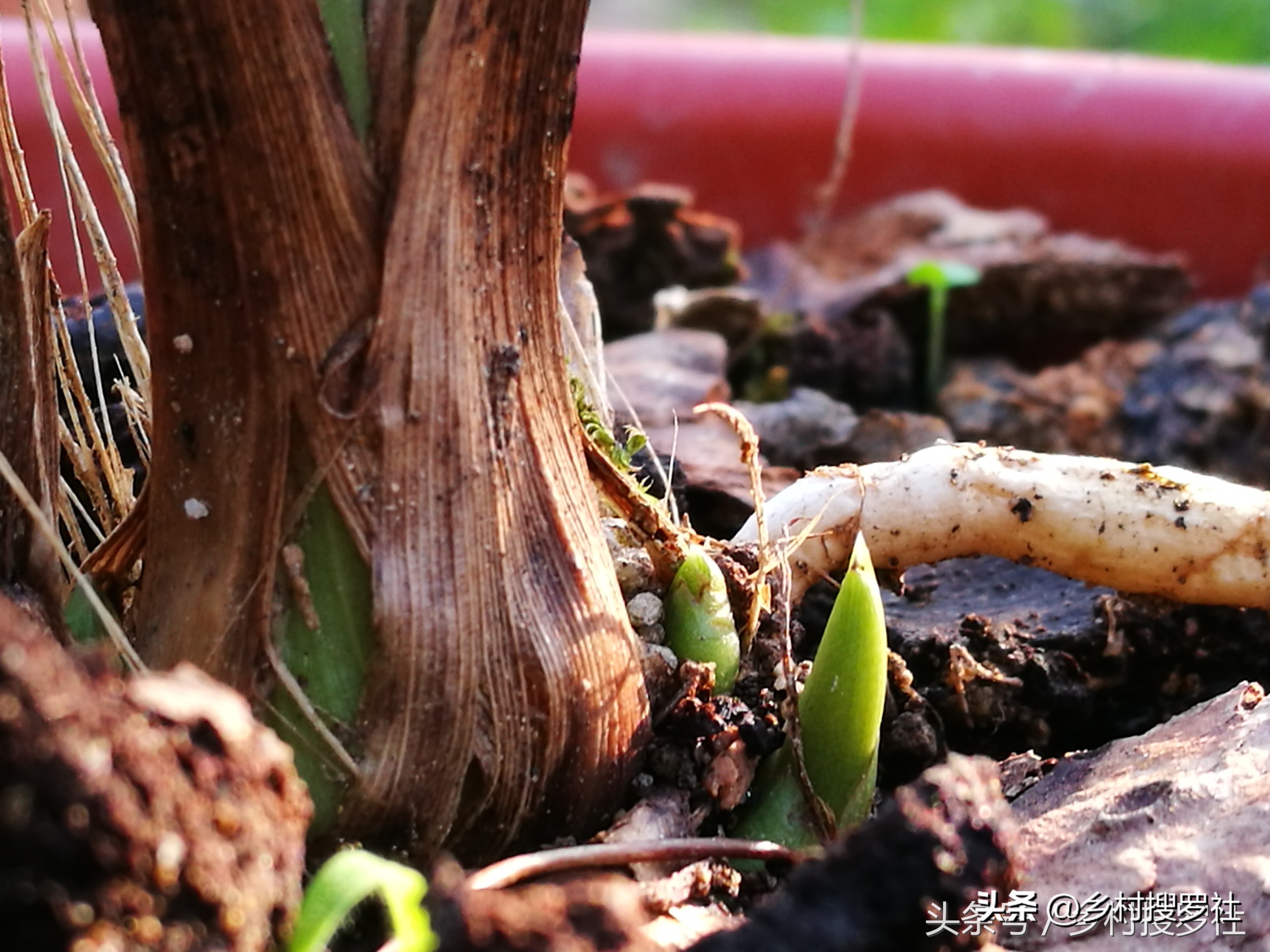 What should I do if the old orchid seedlings do not germinate? I use ...
