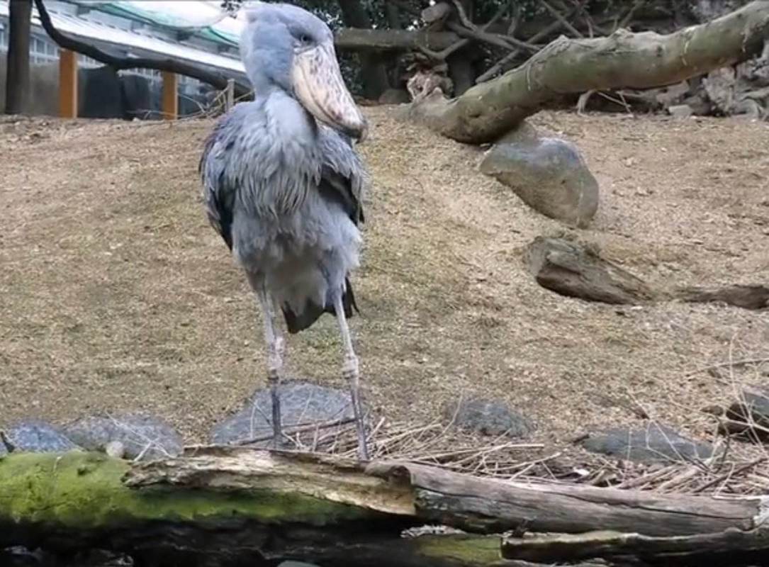 The cutest and stupidest bird in the world will pluck all its feathers ...