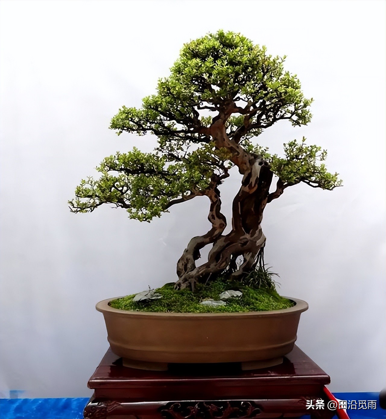 One of the seven sages of bonsai, bird plum, can grow vigorously and ...