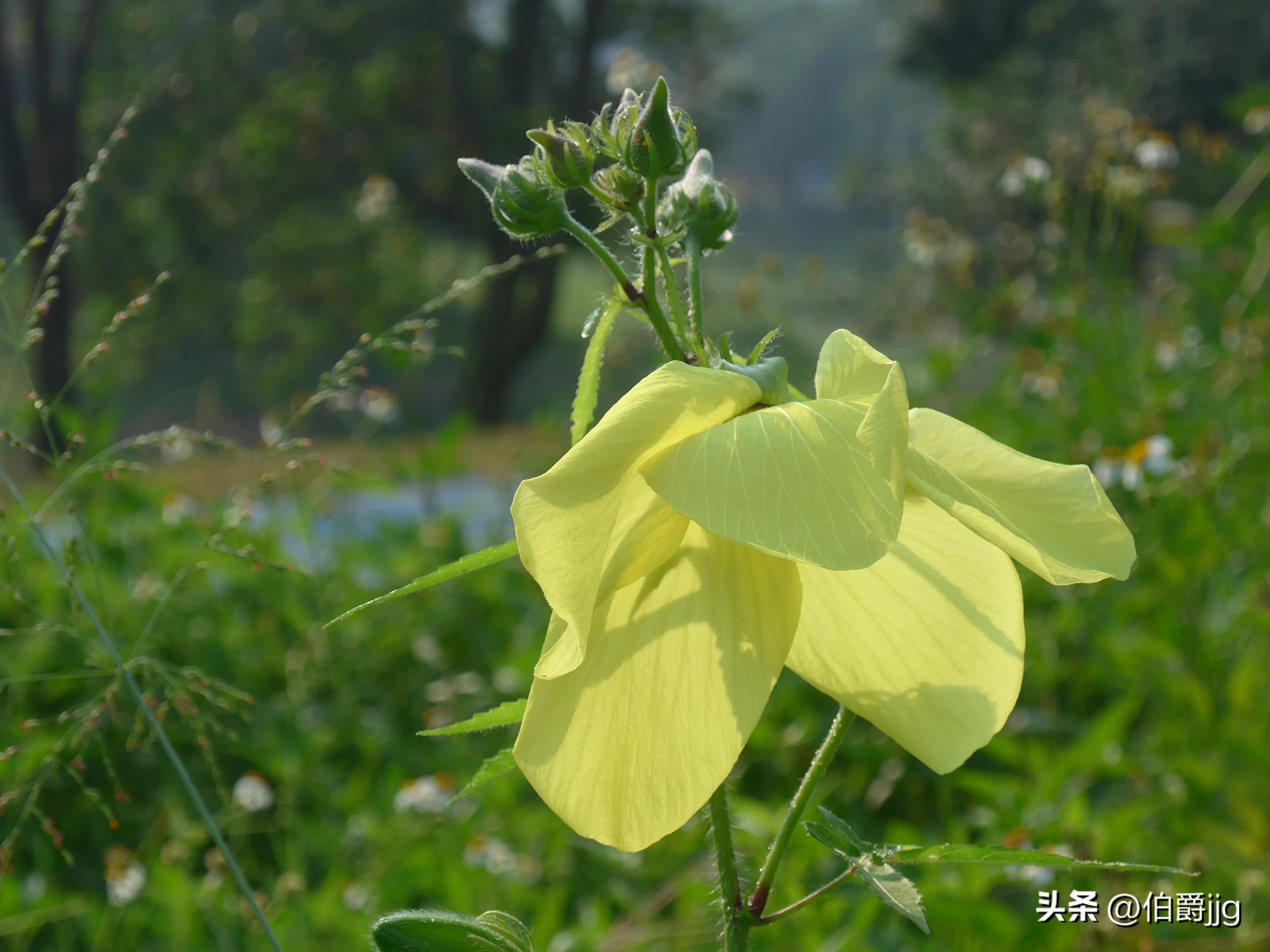 "Wild okra" - yellow sunflower - iNEWS
