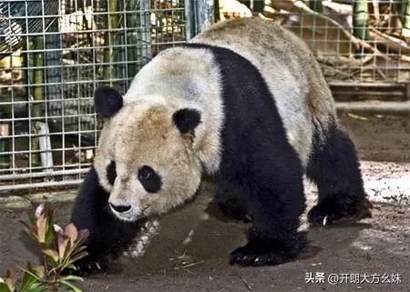 Get to know a giant panda every day—Gao Gao - iNEWS