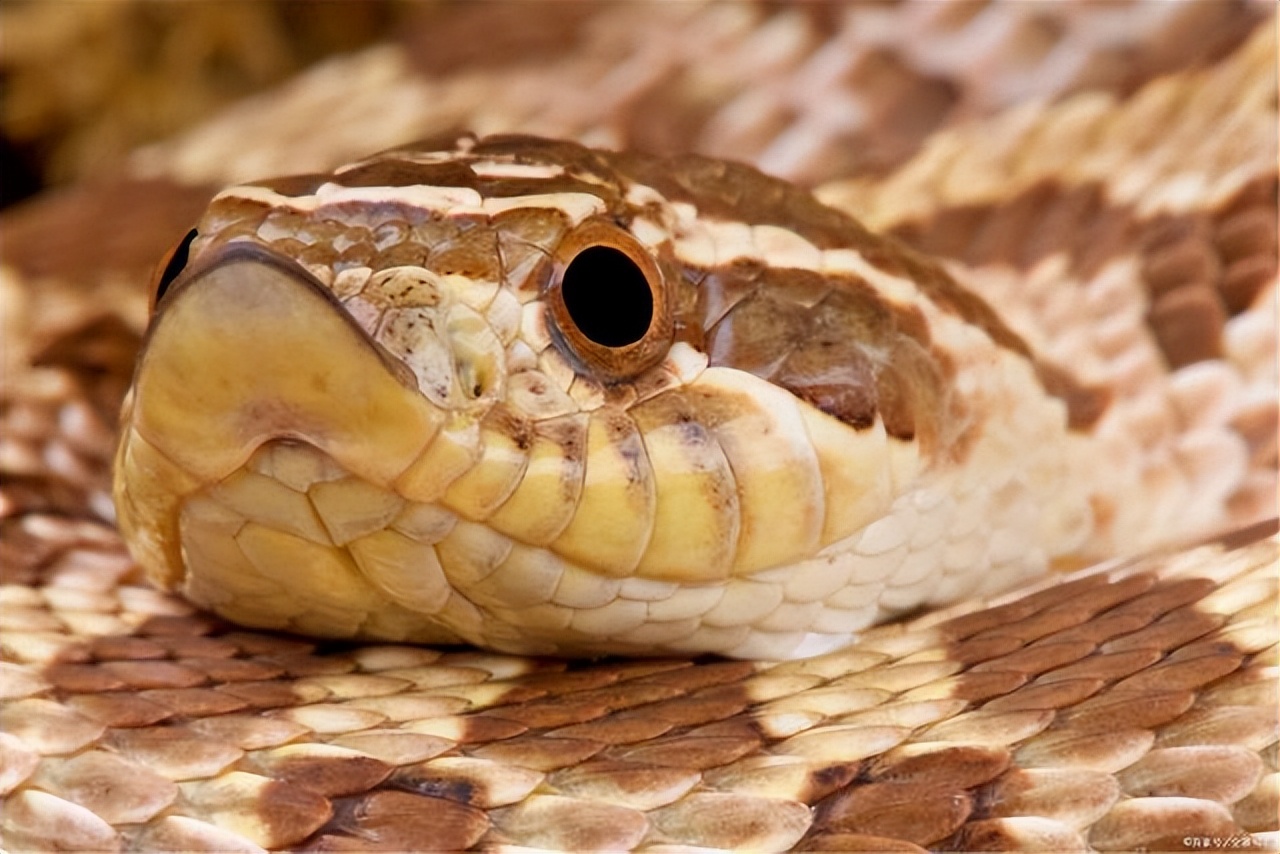 Why do snakes always stick out their tongues? Some people say that it ...