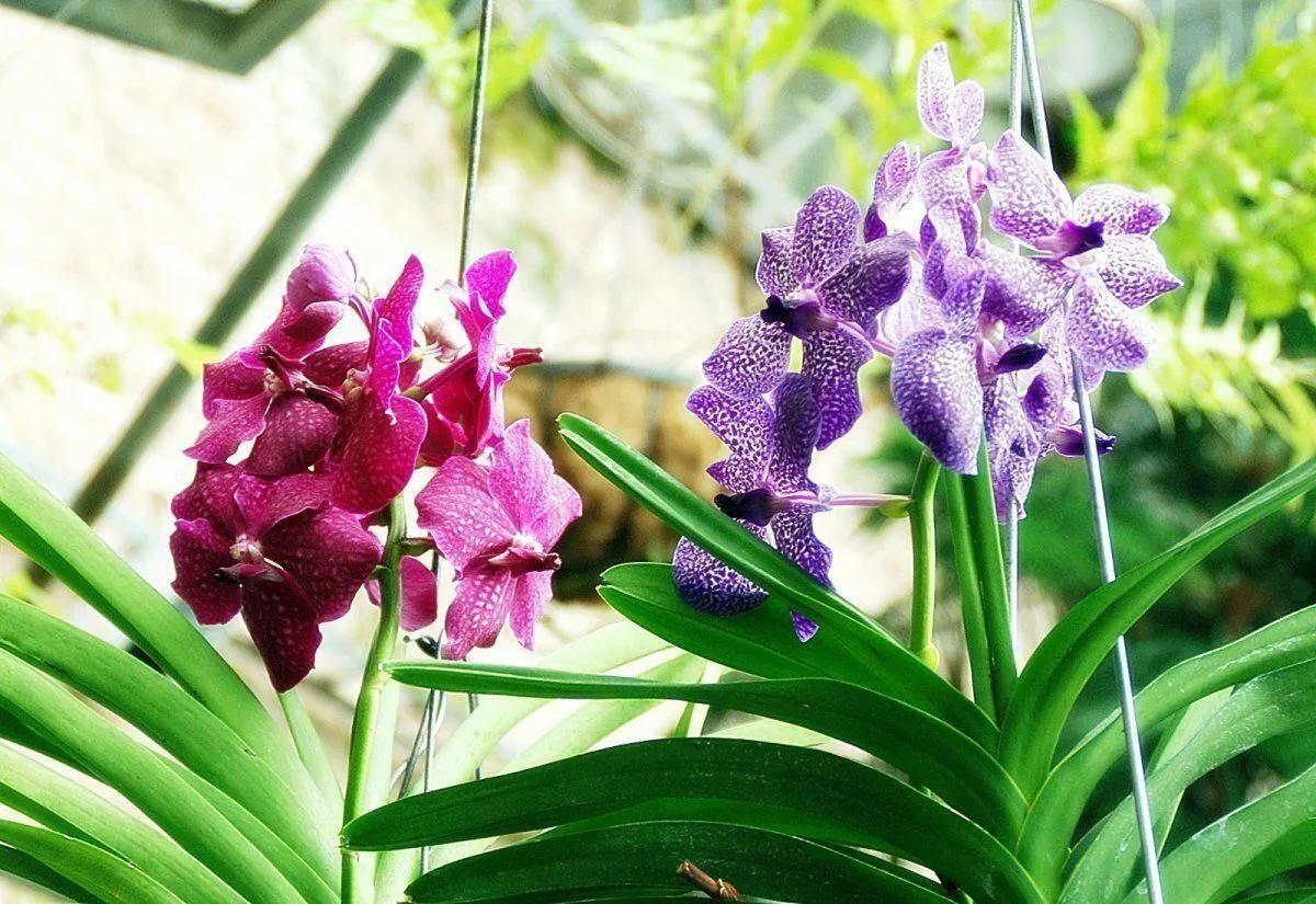 7 of the Most Beautiful Orchids: Stunning Blooms That Will Be the Best ...
