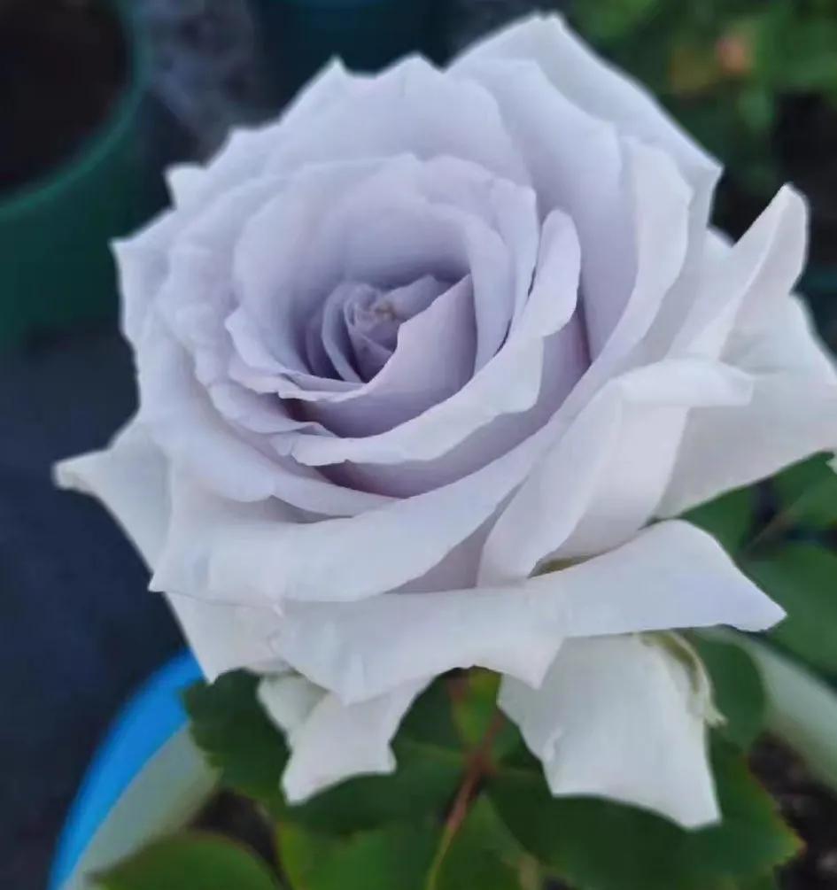 Share pictures - cool and mysterious, blue rose with unique style - iNEWS
