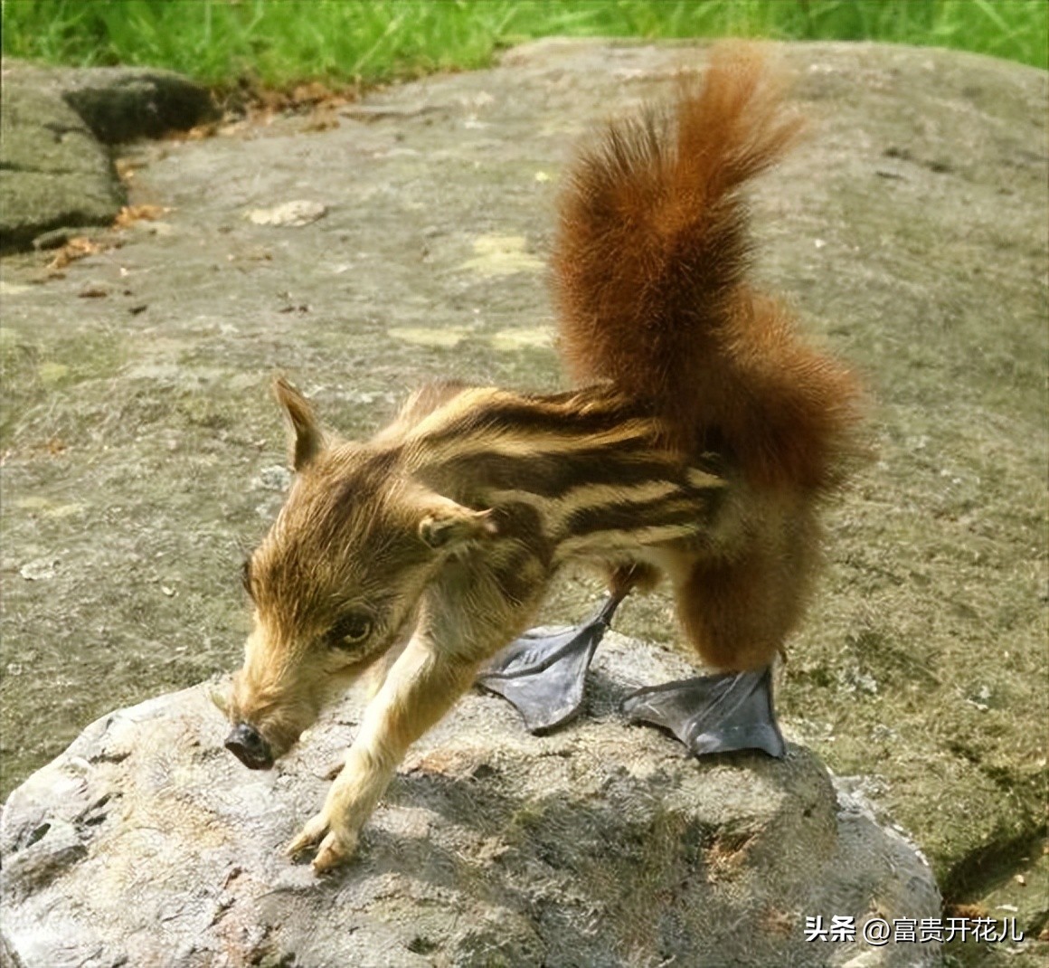 Real photos of specimens of 6 strange creatures - iMedia