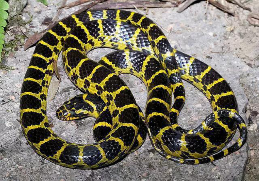 The cauliflower snake is non-venomous, why is it called the "king of a ...