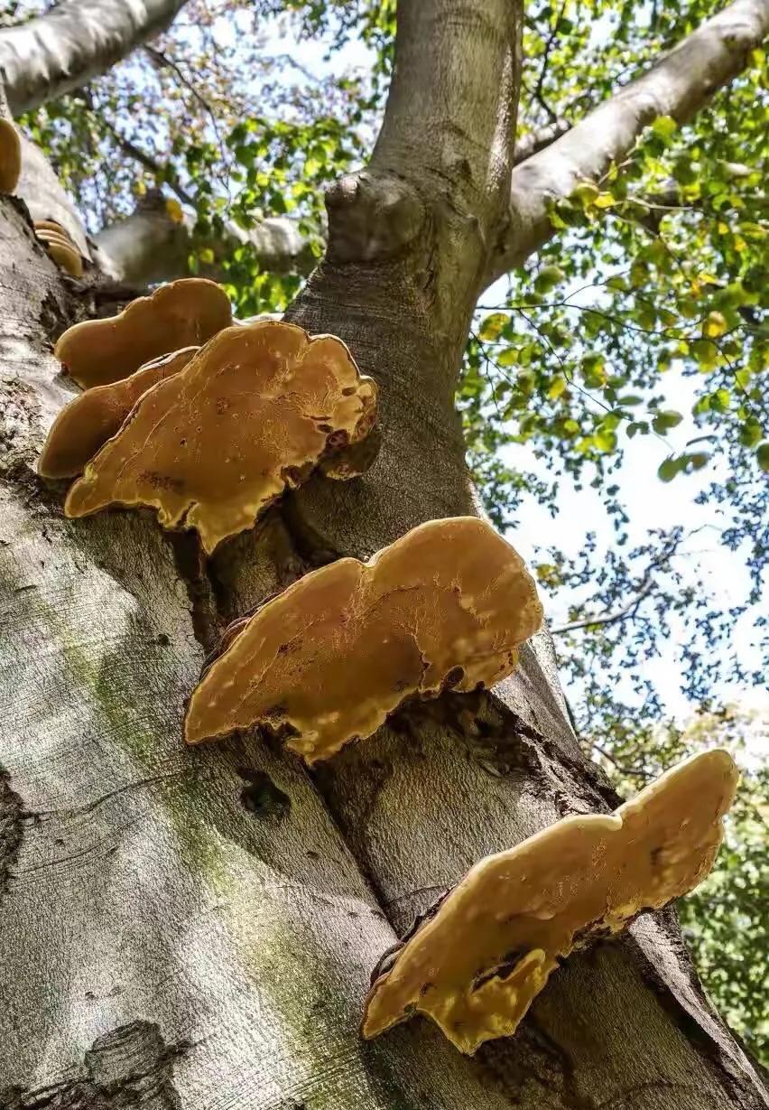 Medicinal material name - Phellinus linteus - iNEWS
