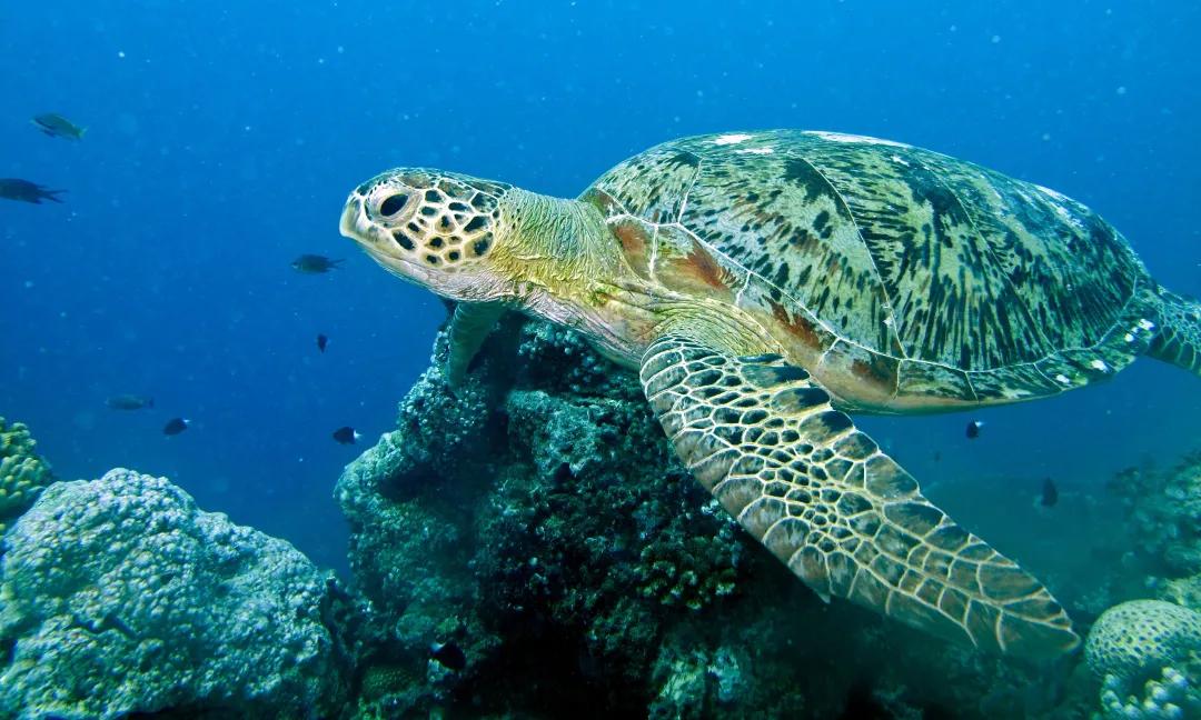 Animal cold knowledge: It turns out that the sex of sea turtles is ...