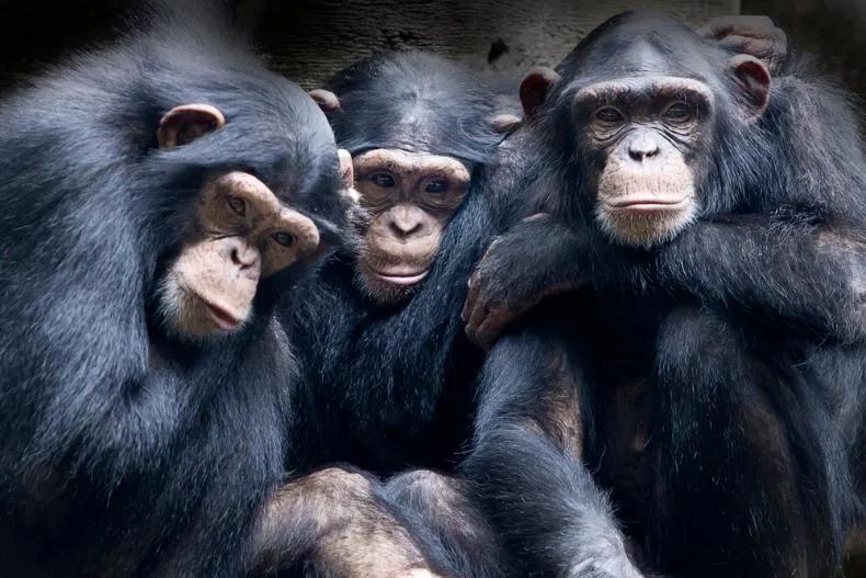 Are AMC's "apes" as smart as real apes? - iNEWS