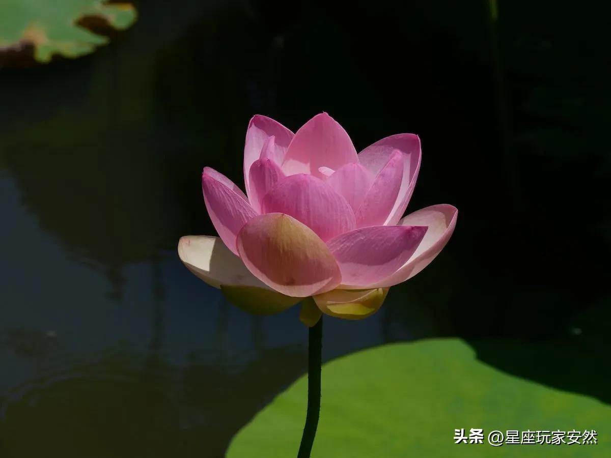 Happy life, accompanied by happiness, full of smiles, the constellation ...