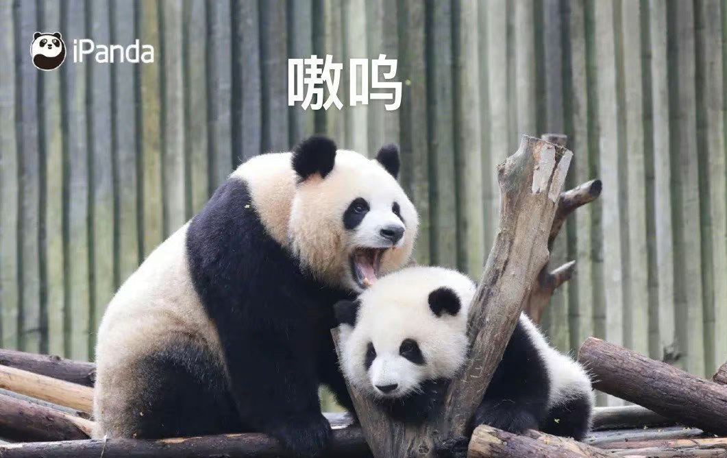 Panda Huahua is being bullied and screaming, she is so cute - iNEWS
