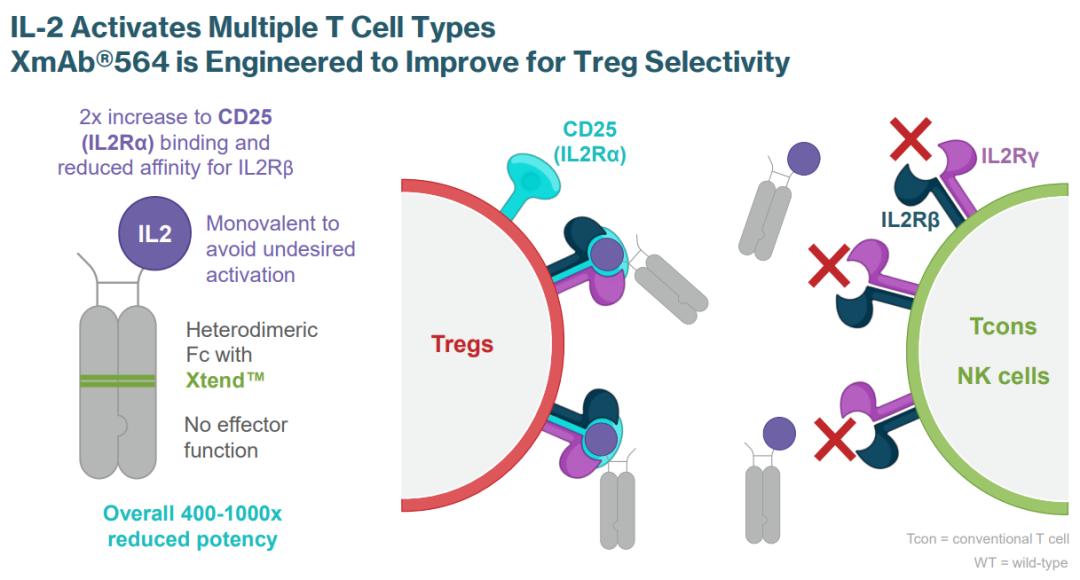 Fc engineering: review of Xencor's double antibody technology - iNEWS