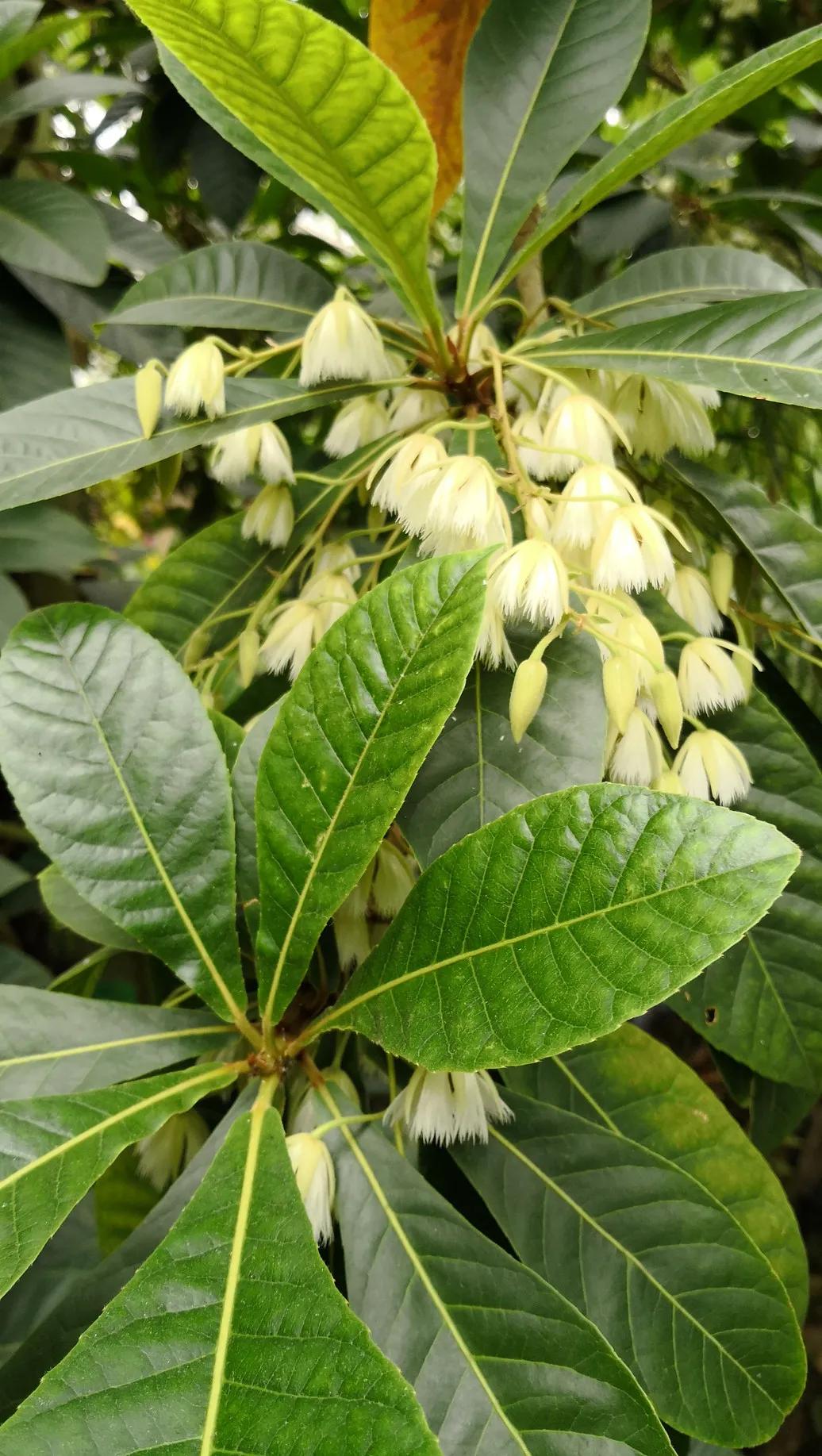 Guiling Order. Du Ying - iMedia