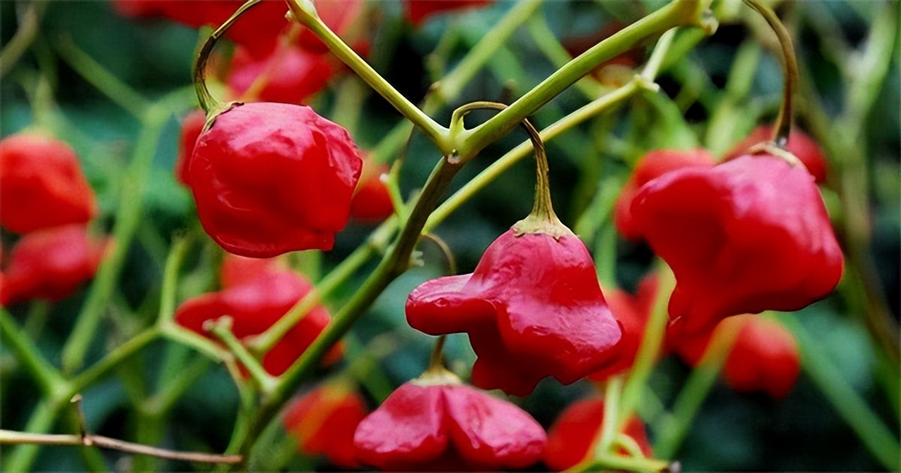 How scary is the world's hottest chili?Indian devil peppers are all ...