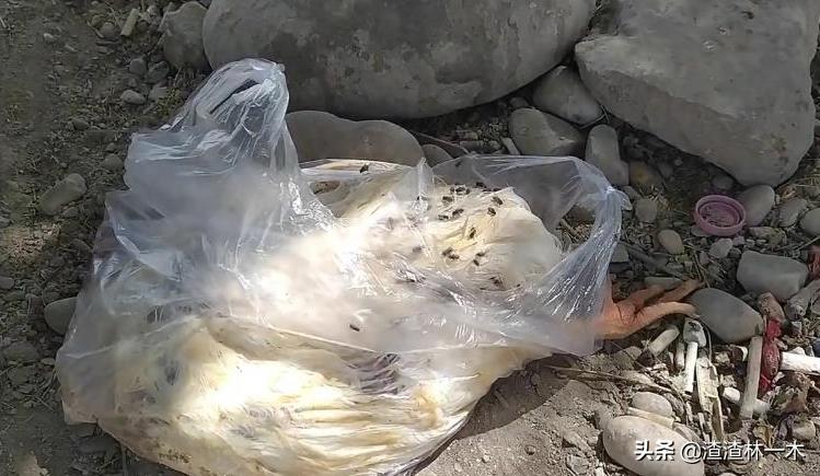 68 years without bathing, carrion as food, cow dung as smoke, good ...