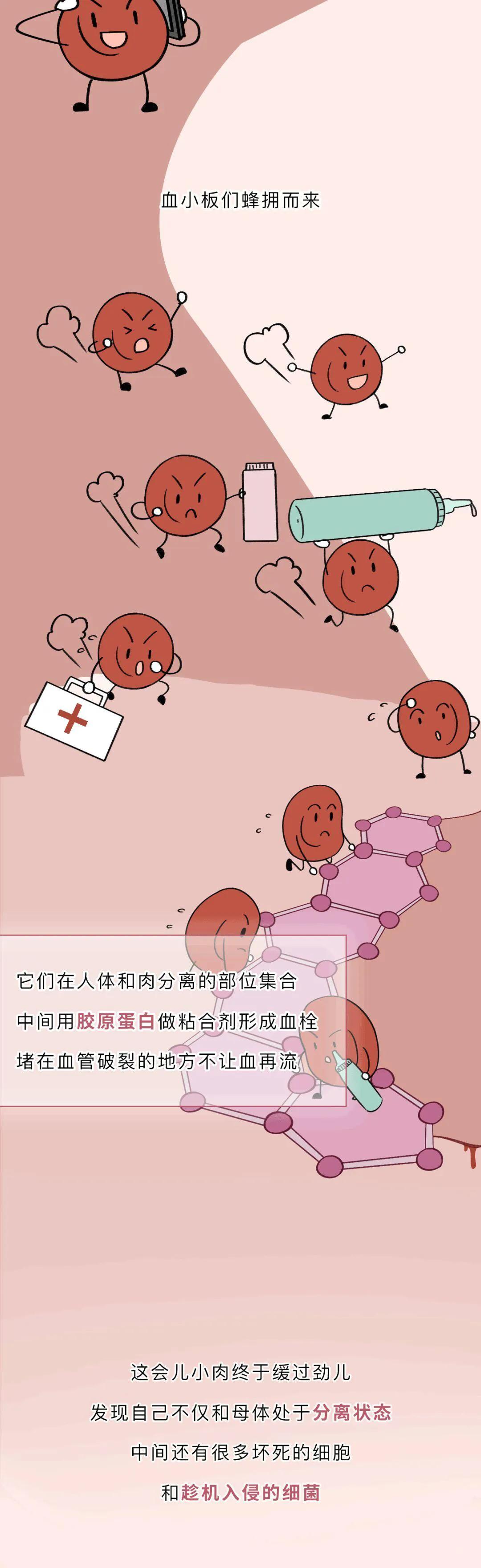 Is there a chance to grow back together the flesh cut off from the body ...