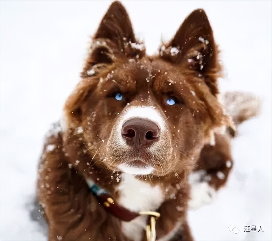 Netizens post chocolate-flavored huskies, this is too special - iNEWS